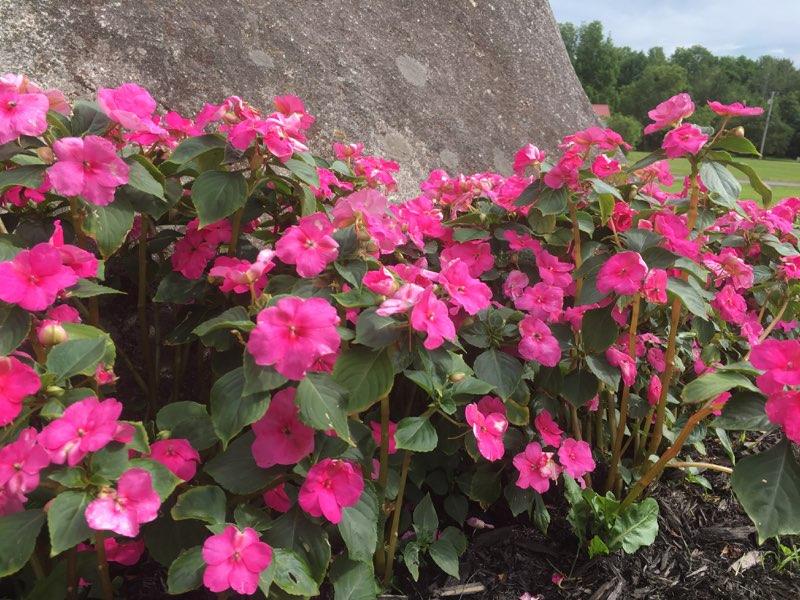 Contact Dexter Health Care in Dexter, Maine (Skilled Nursing & Rehab)